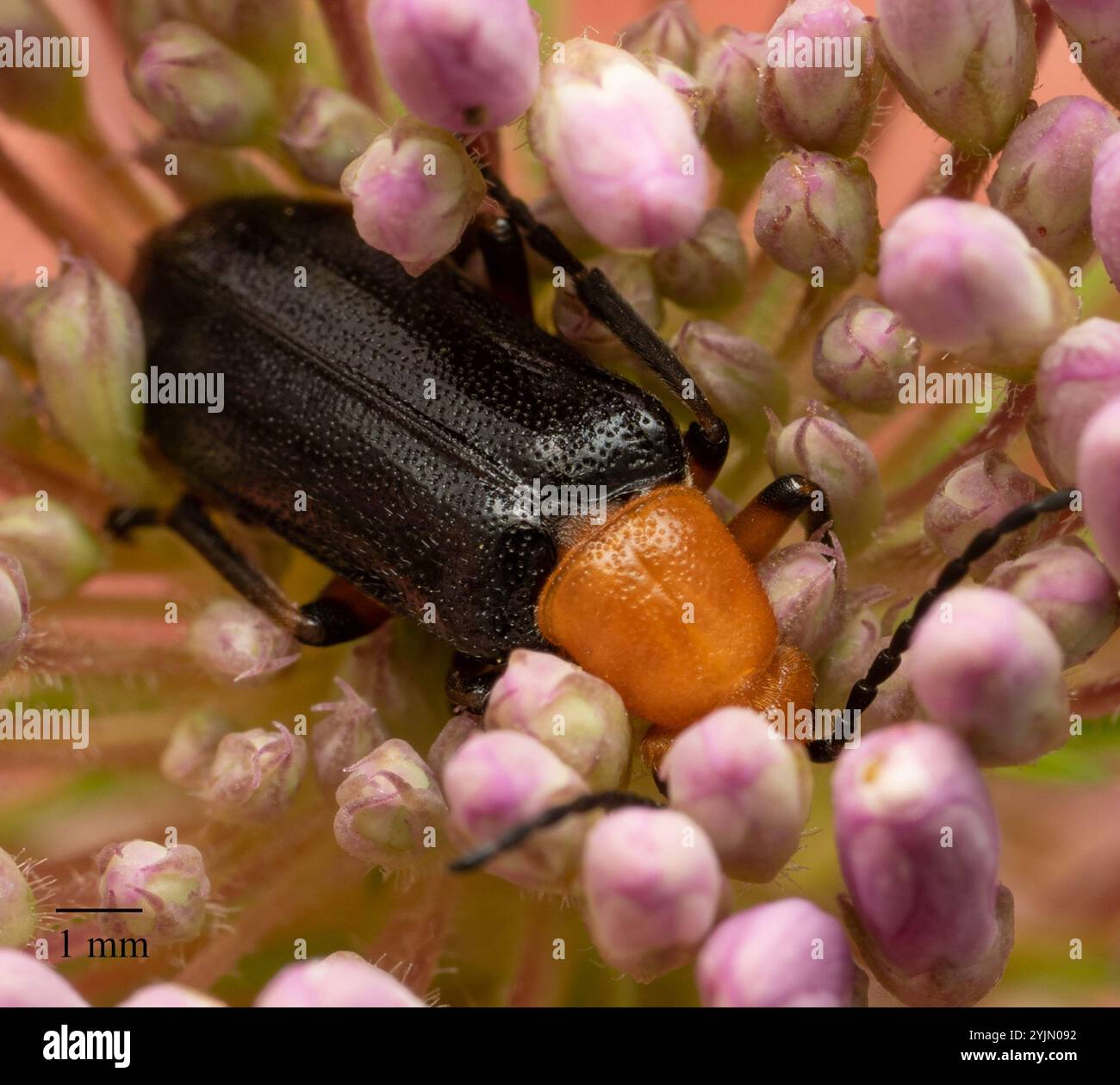 Zonitis hi-res stock photography and images - Alamy