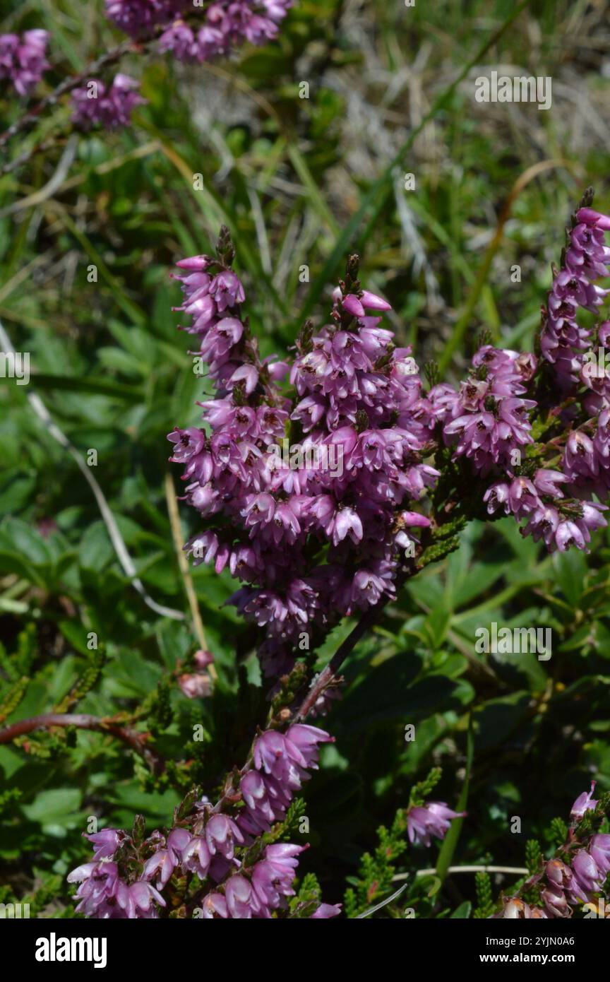 common heather (Calluna vulgaris Stock Photo - Alamy
