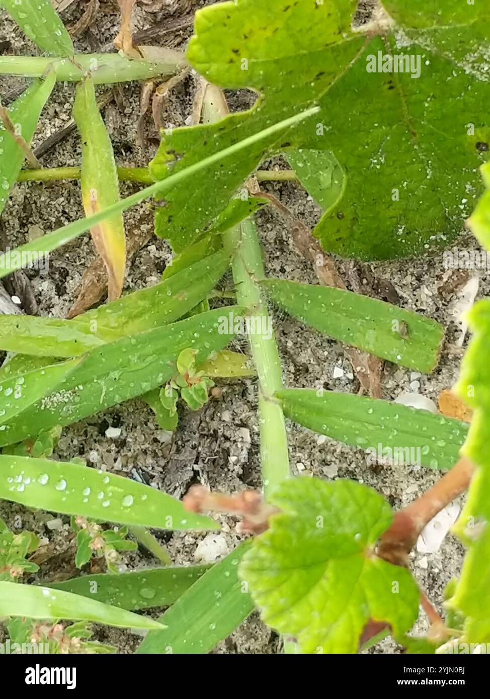 bristlegrasses, bluestems, paspalums, and allies (Panicoideae Stock ...