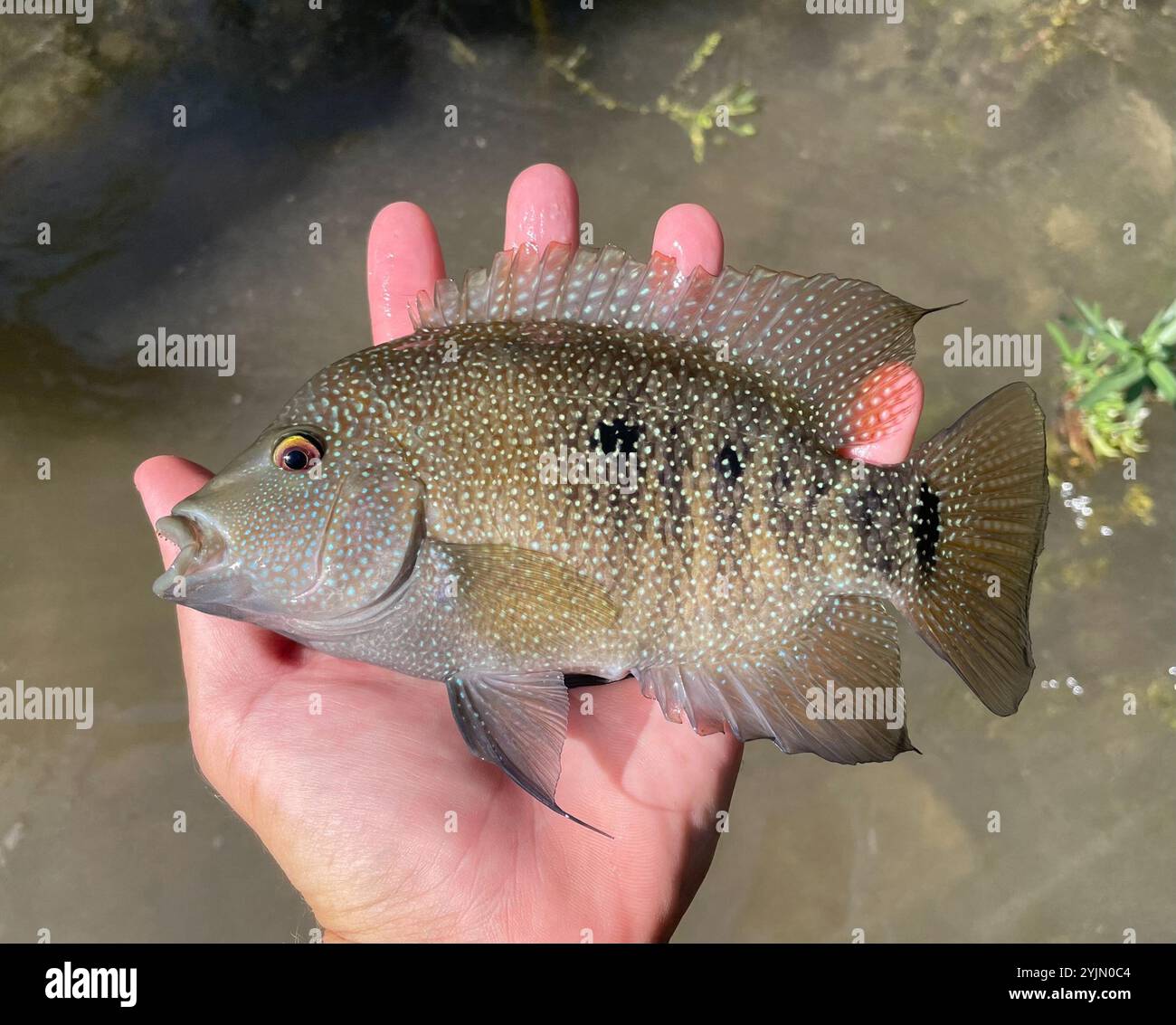 Texas Cichlid (Herichthys cyanoguttatus Stock Photo - Alamy