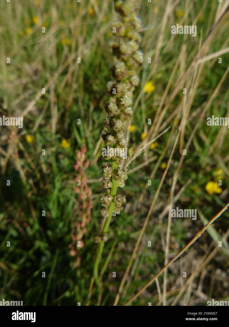 common arrowgrass (Triglochin maritima Stock Photo - Alamy