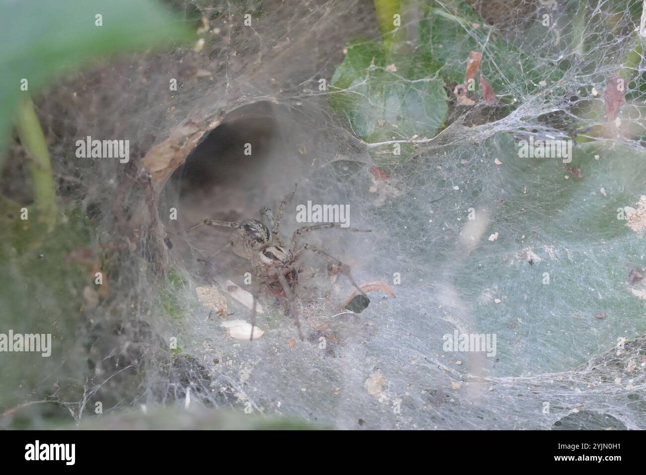 Labyrinth spider (Agelena labyrinthica Stock Photo - Alamy