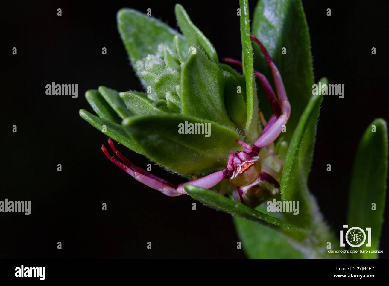 White-banded Crab Spider (Misumenoides formosipes Stock Photo - Alamy