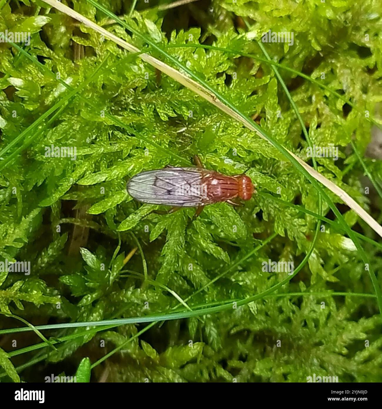 Hooded Dryomyza (Dryomyza anilis Stock Photo - Alamy