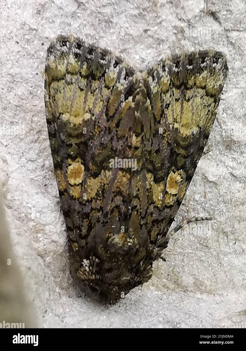 Coronet (Craniophora ligustri Stock Photo - Alamy