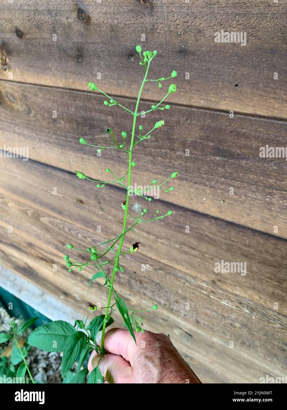 late figwort (Scrophularia marilandica Stock Photo - Alamy