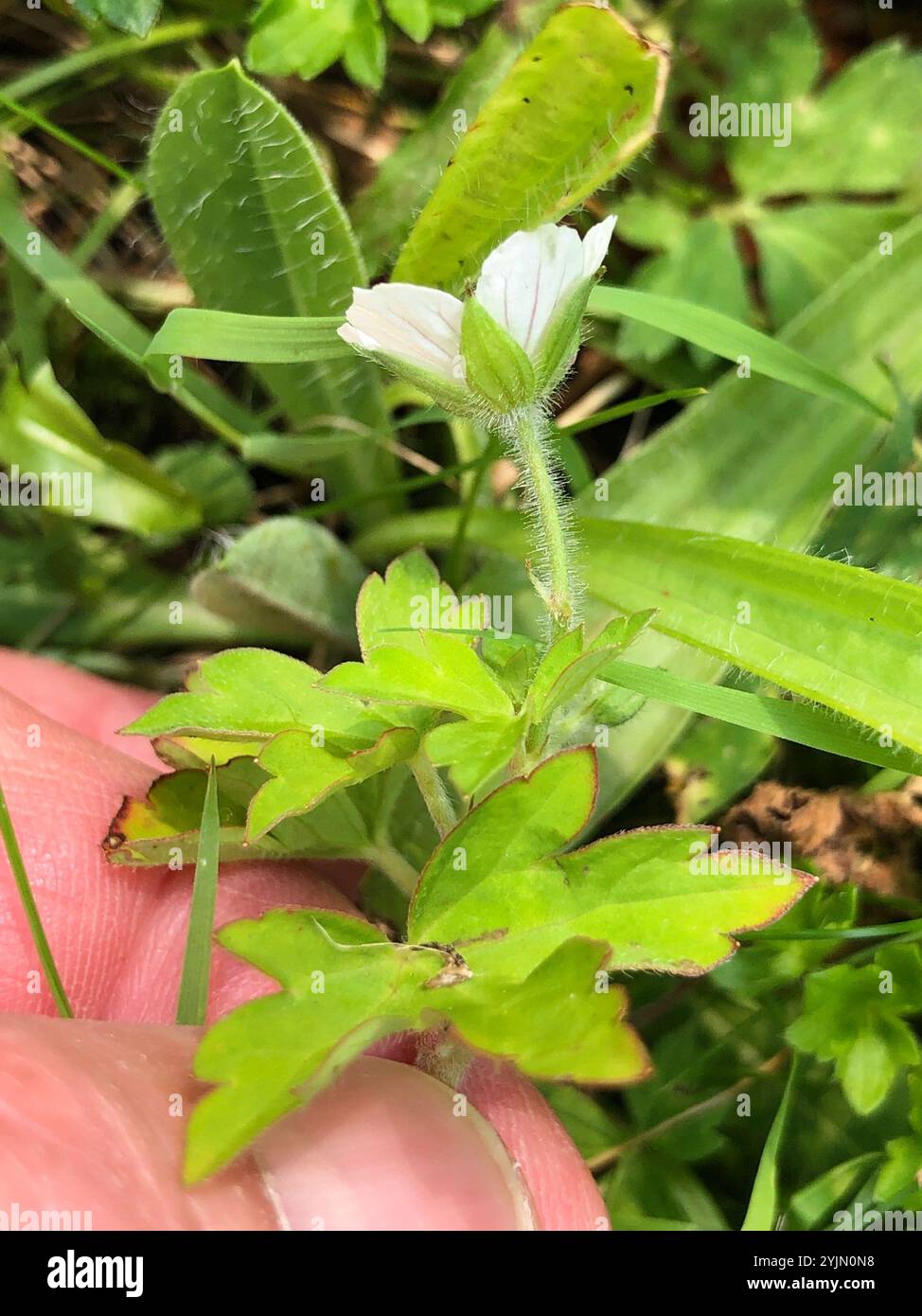 Siberian Crane's-bill (Geranium sibiricum Stock Photo - Alamy
