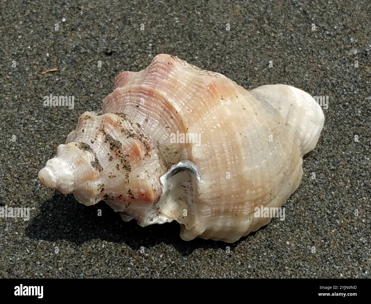 Carinate hi-res stock photography and images - Alamy