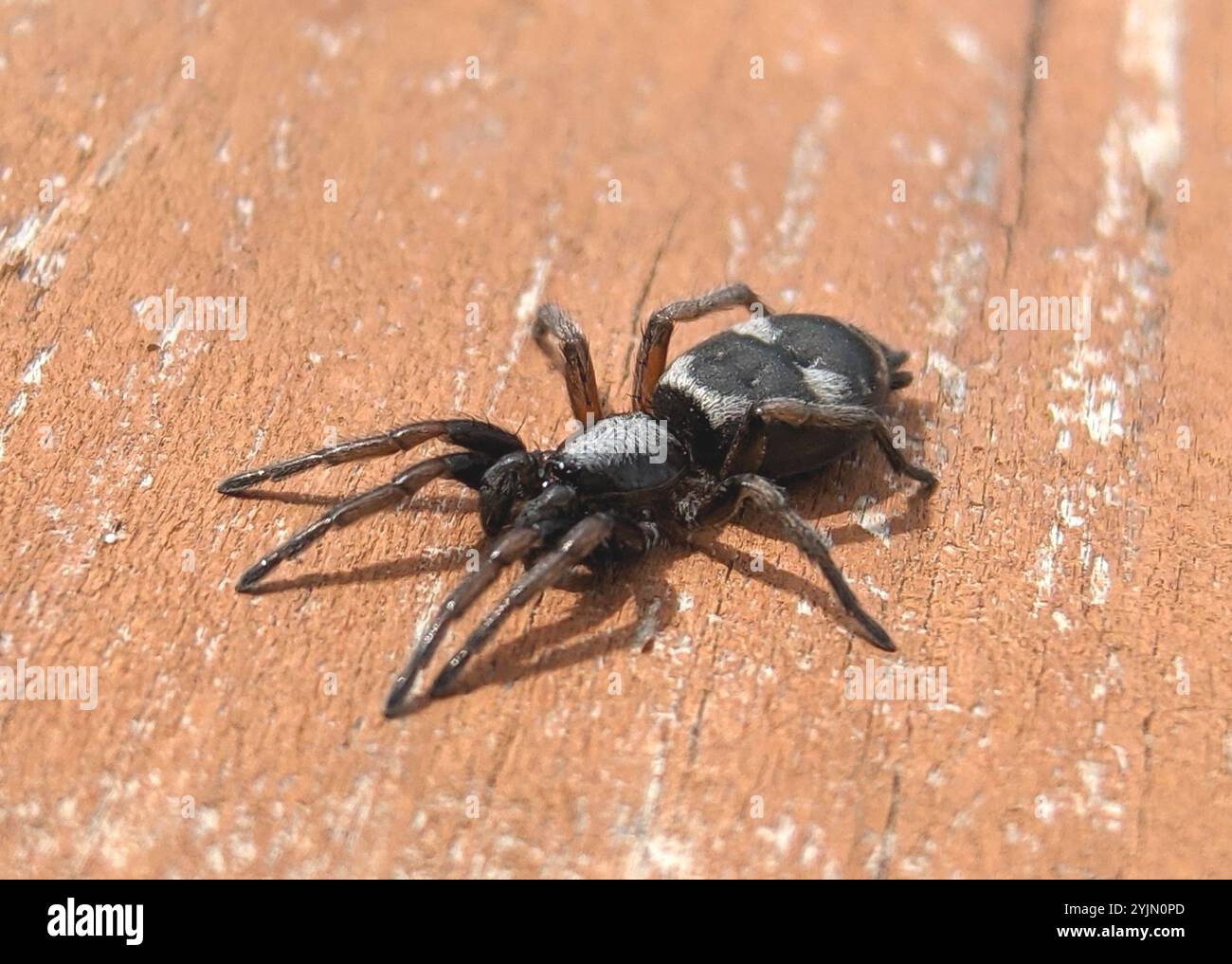 Common Patterned Ant-mimic Ground Spider (Sergiolus montanus Stock ...