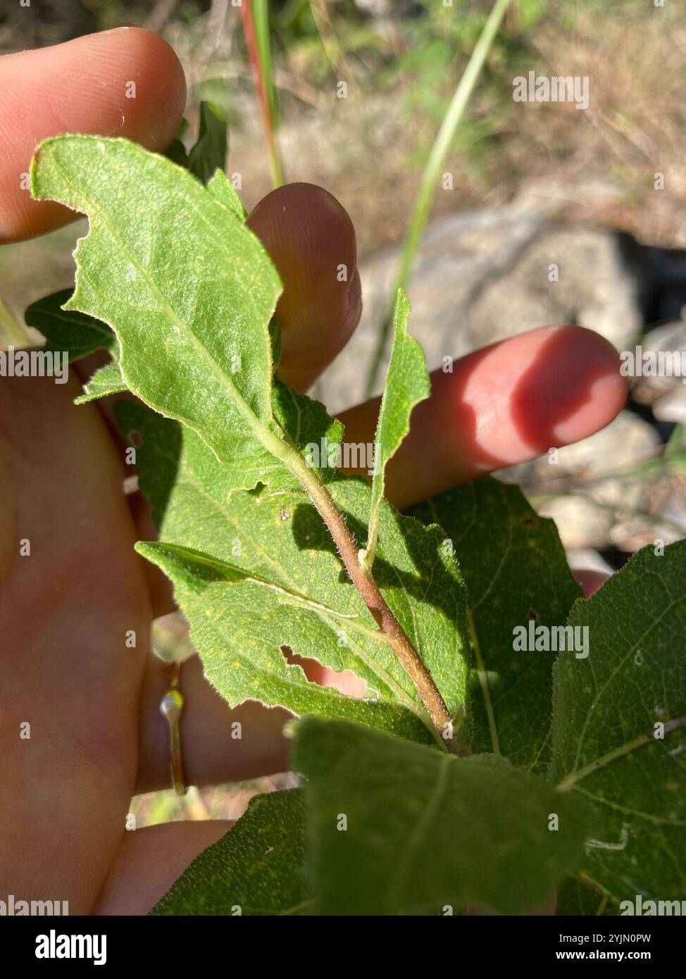 Lindheimer Crownbeard (Verbesina lindheimeri Stock Photo - Alamy