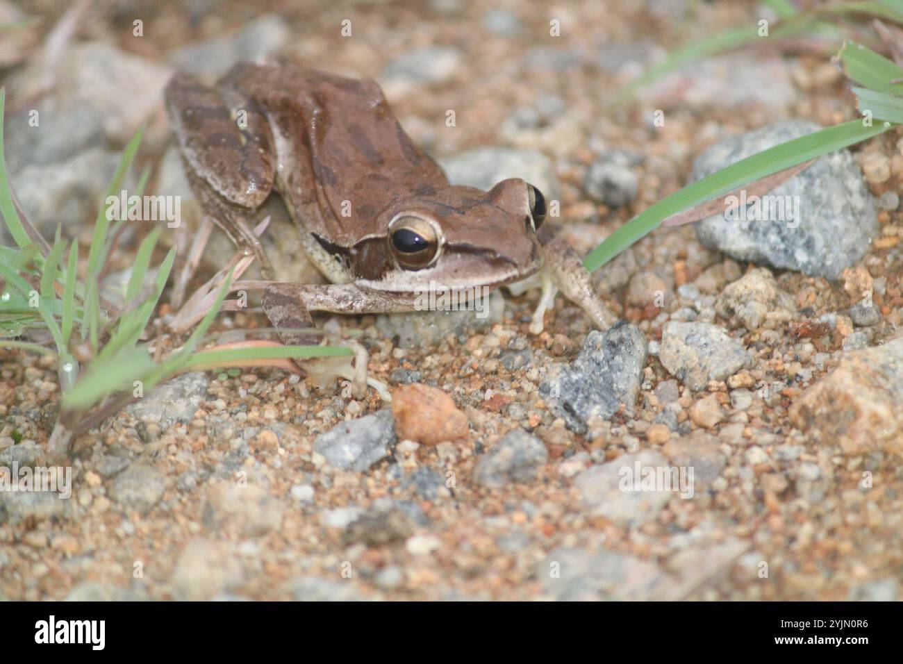 Chunam Tree Frog (Polypedates maculatus Stock Photo - Alamy