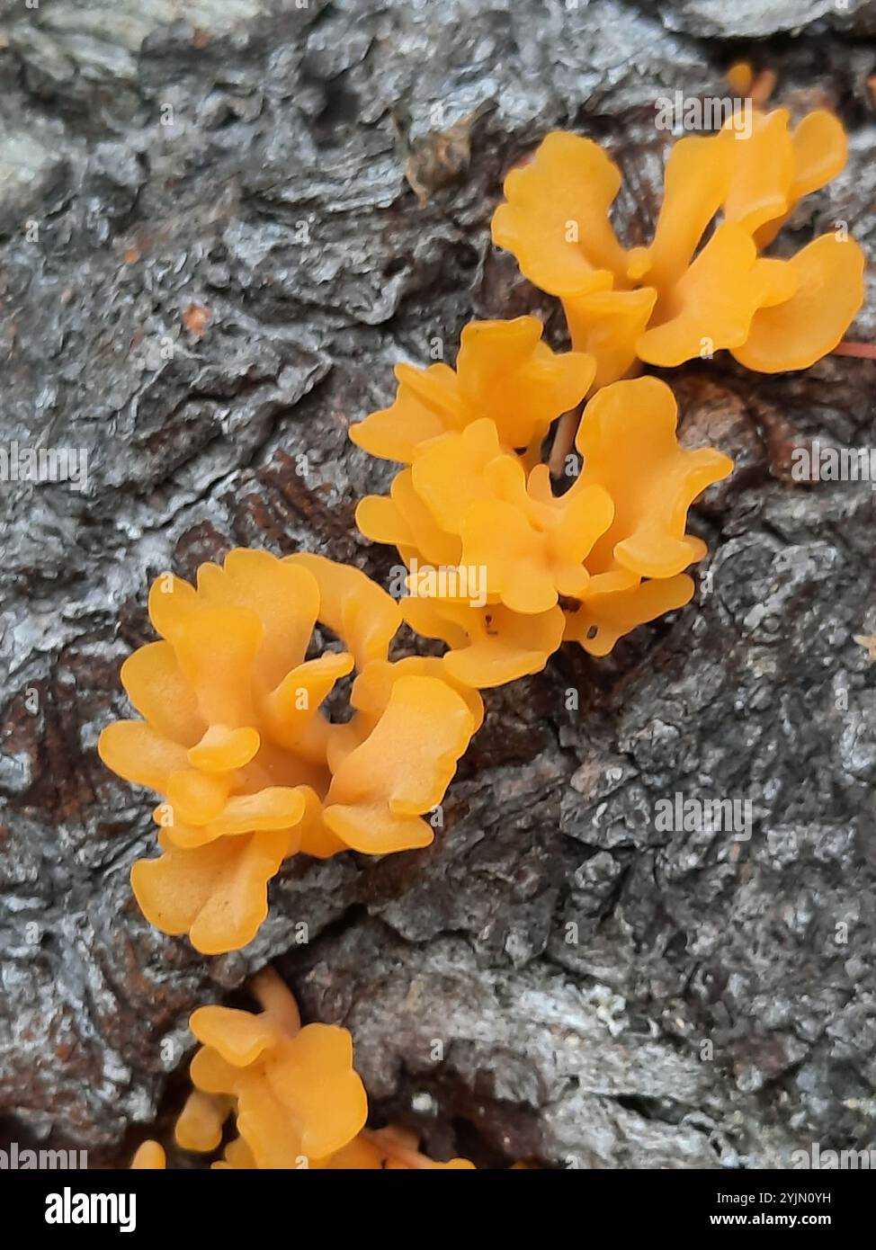 Fan shaped jelly fungus hi-res stock photography and images - Alamy