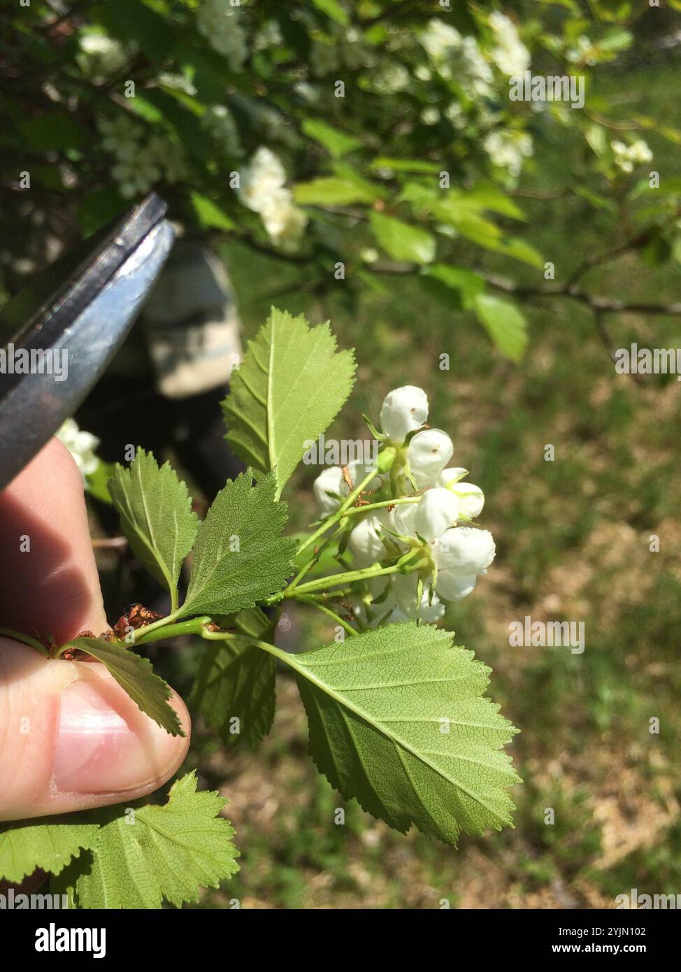 Glabrous-fruit Fireberry Hawthorn (Crataegus chrysocarpa phoeniceoides ...