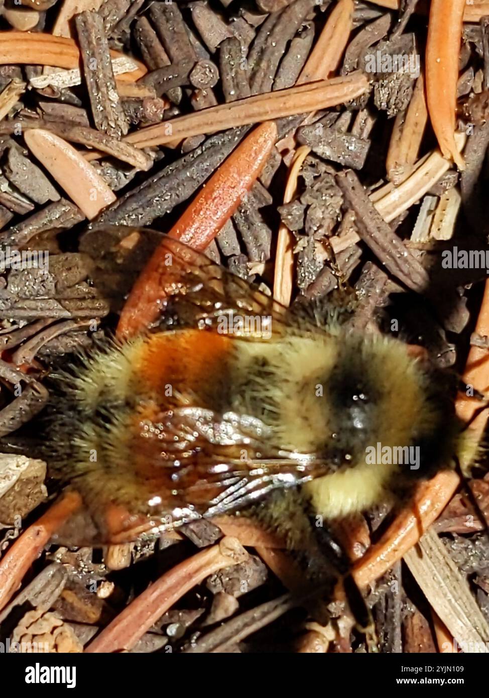 Bombus sylvicola hi-res stock photography and images - Alamy