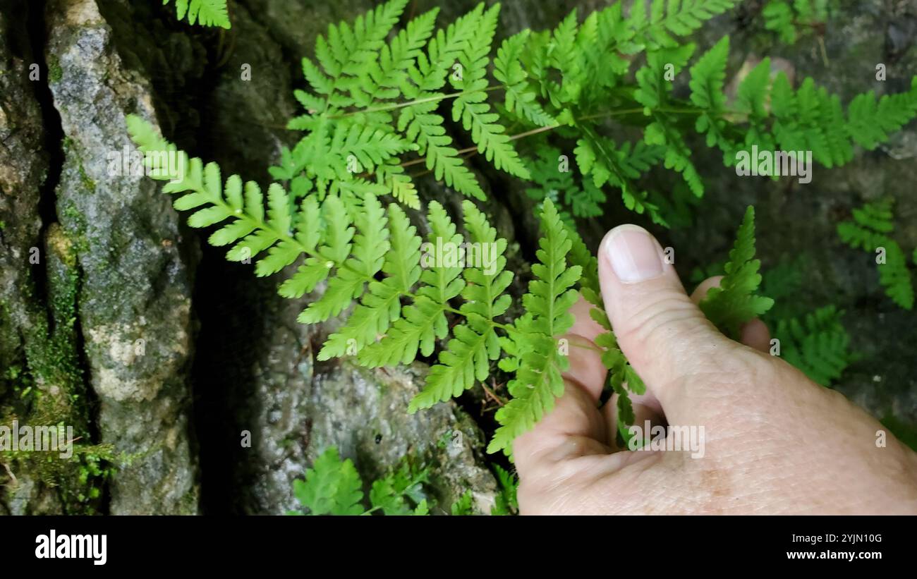 bulblet fern (Cystopteris bulbifera Stock Photo - Alamy