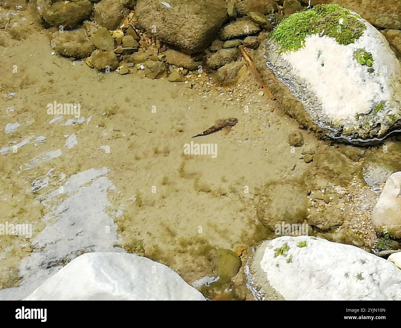 European bullhead hi-res stock photography and images - Alamy