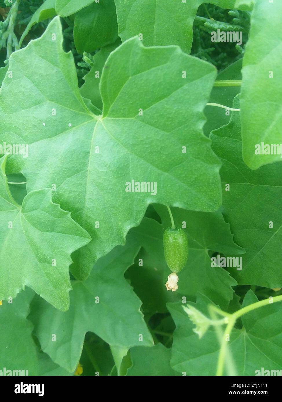 creeping cucumber (Melothria pendula Stock Photo - Alamy