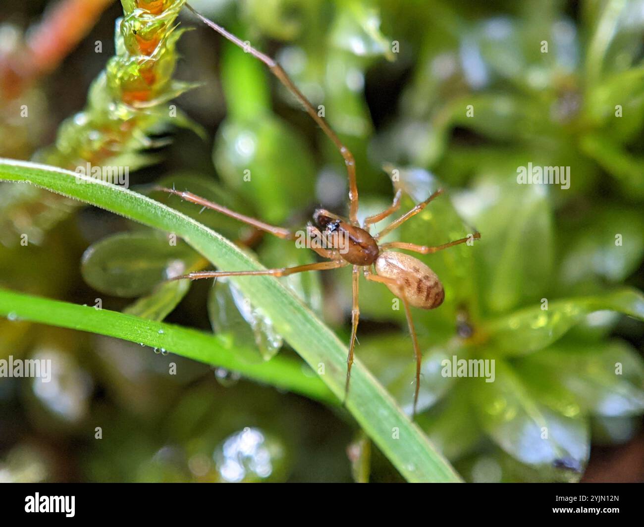 Sheetweb and Dwarf Weavers (Linyphiidae Stock Photo - Alamy