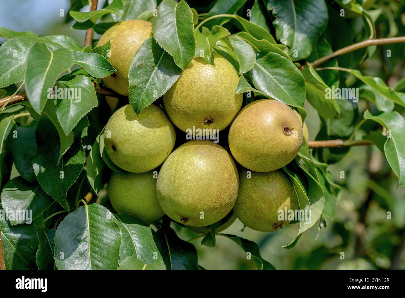 Benita pear hi-res stock photography and images - Alamy