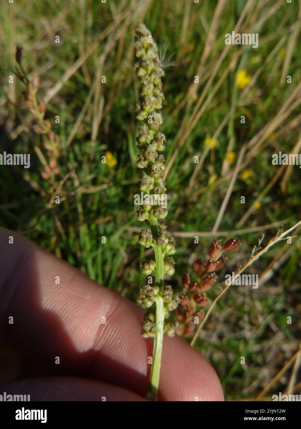 common arrowgrass (Triglochin maritima Stock Photo - Alamy