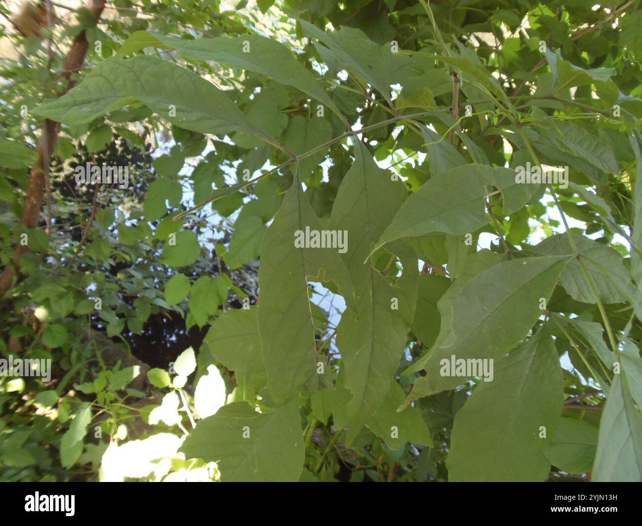 pumpkin ash (Fraxinus profunda Stock Photo - Alamy
