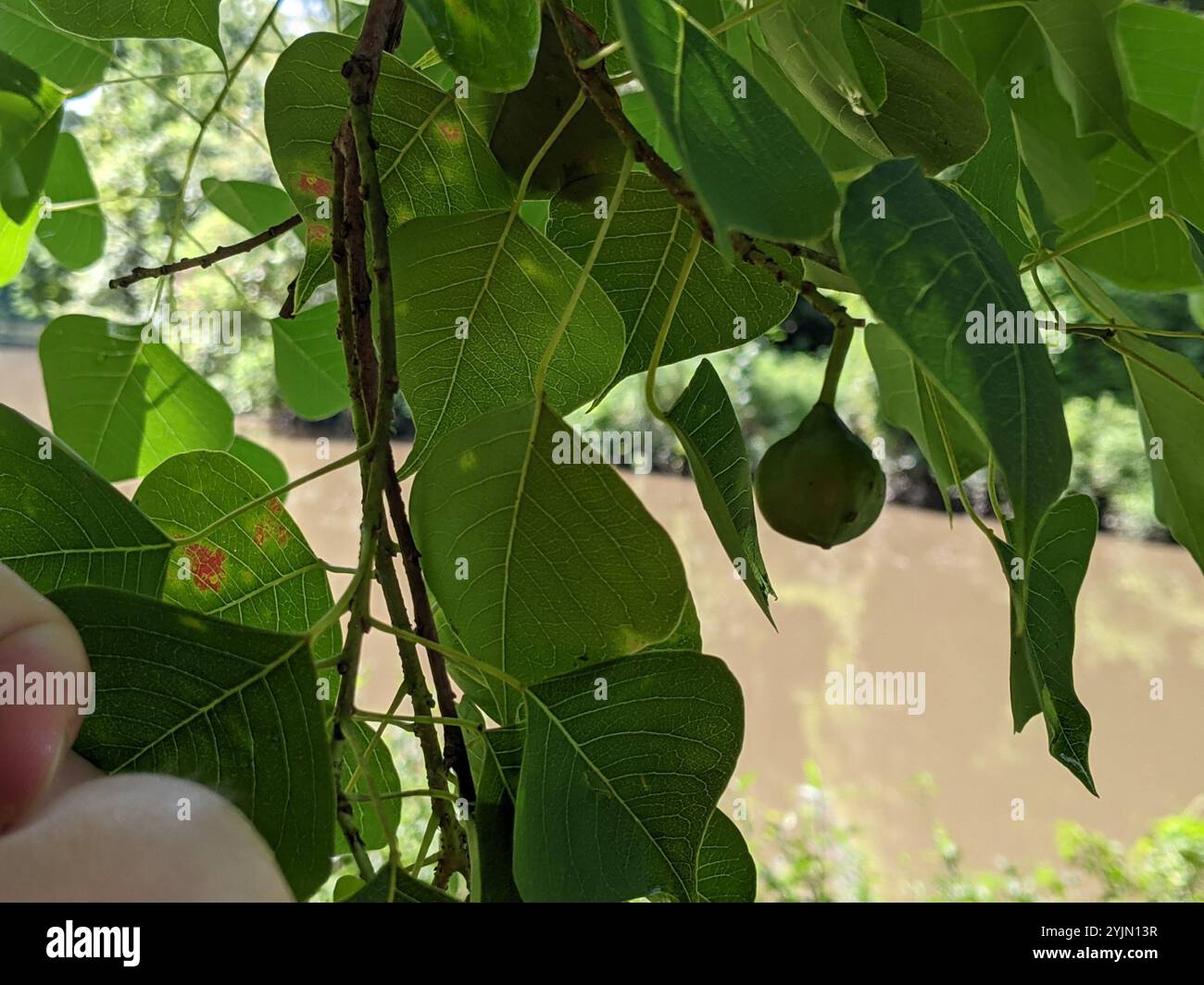 Chinese Tallow (Triadica sebifera Stock Photo - Alamy