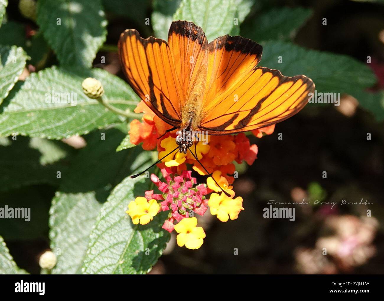 (Dione juno huascuma Stock Photo - Alamy
