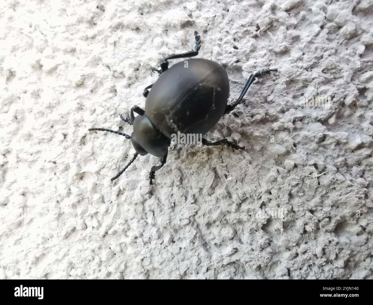 Bloody-nosed Beetle (Timarcha tenebricosa Stock Photo - Alamy