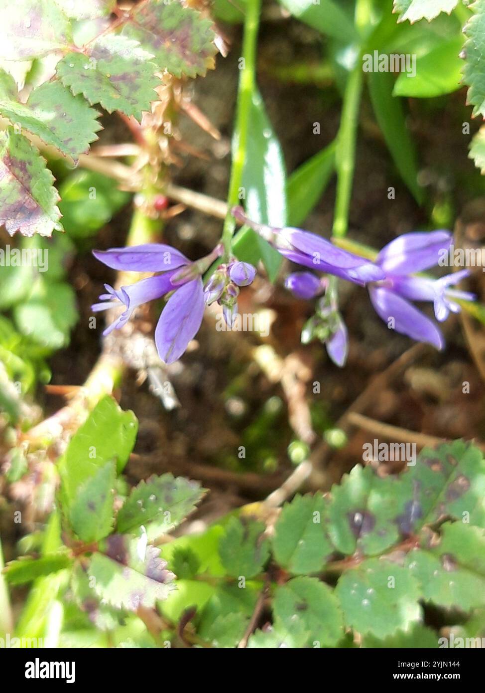 Common Milkwort (Polygala vulgaris Stock Photo - Alamy