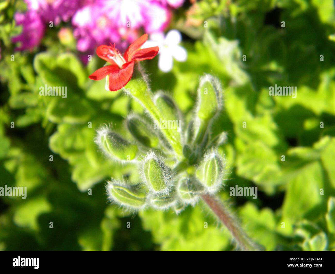 Red Mallow (Pelargonium fulgidum Stock Photo - Alamy