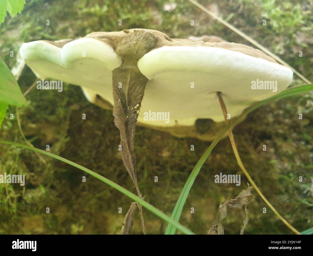 artist's bracket (Ganoderma applanatum Stock Photo - Alamy
