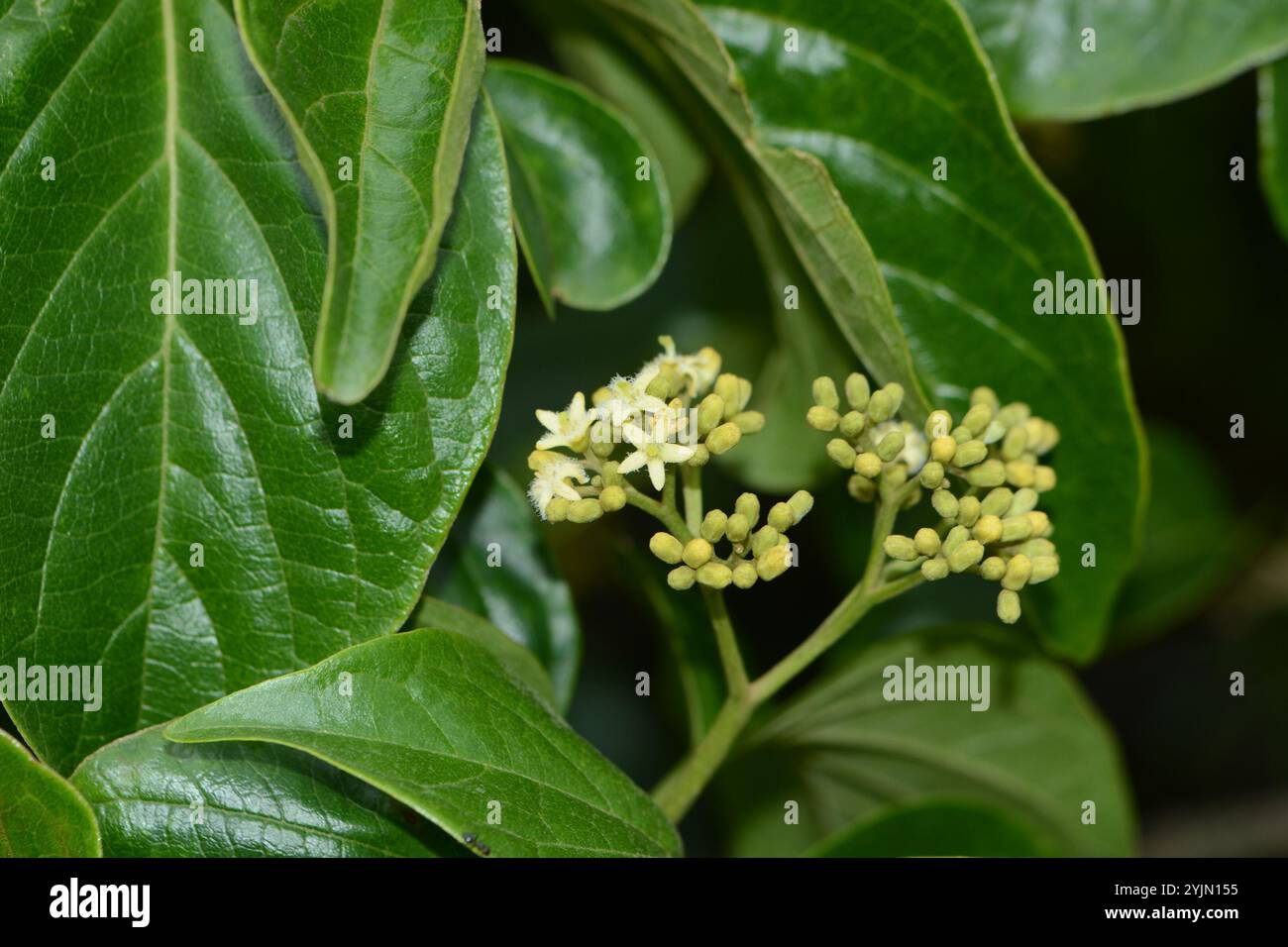 Fetid holly (Mappia nimmoniana Stock Photo - Alamy