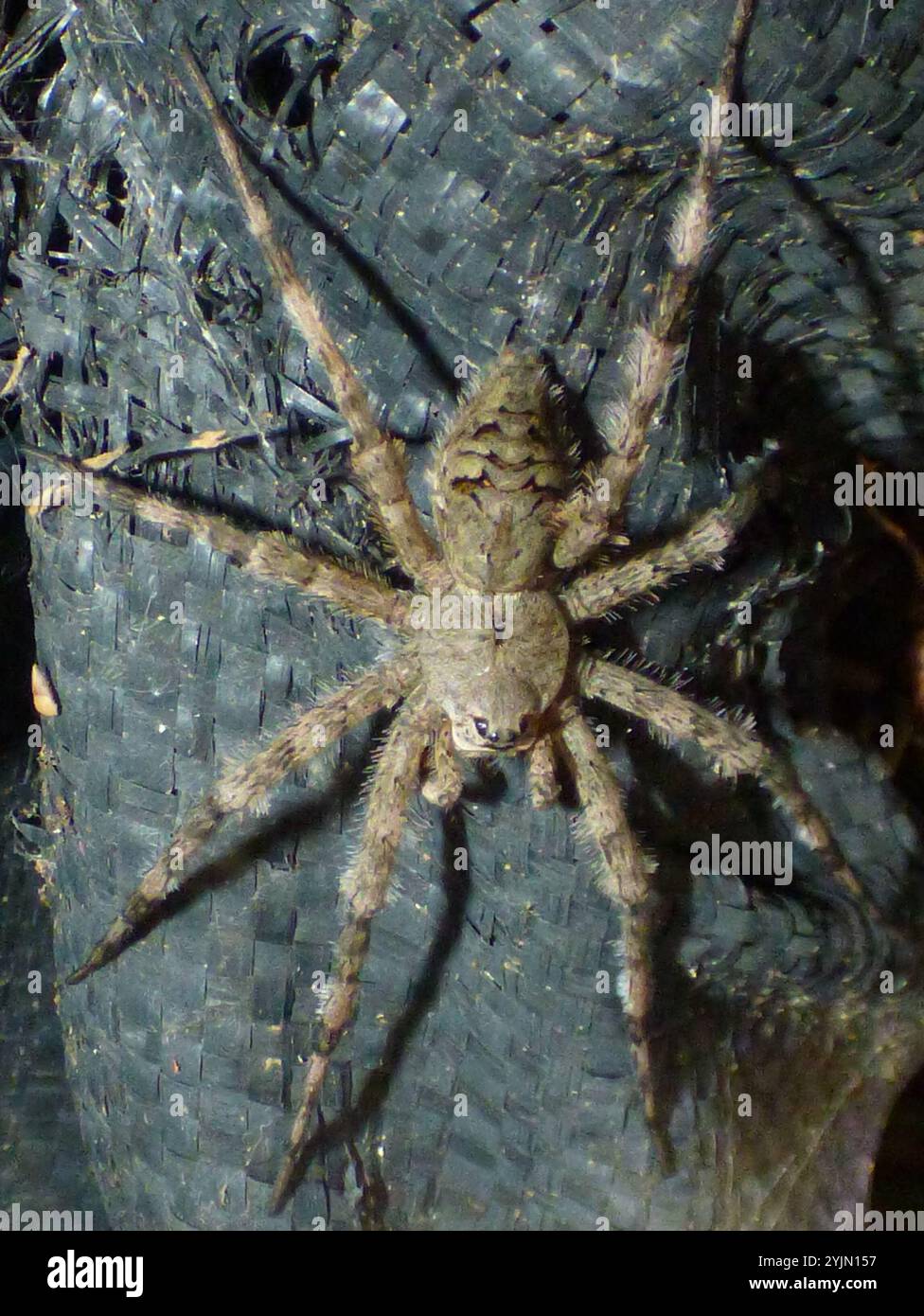 Dolomedes albineus hi-res stock photography and images - Alamy