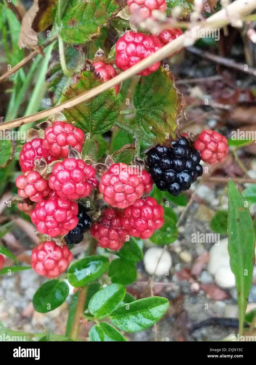Rubus cuneifolius hi-res stock photography and images - Alamy