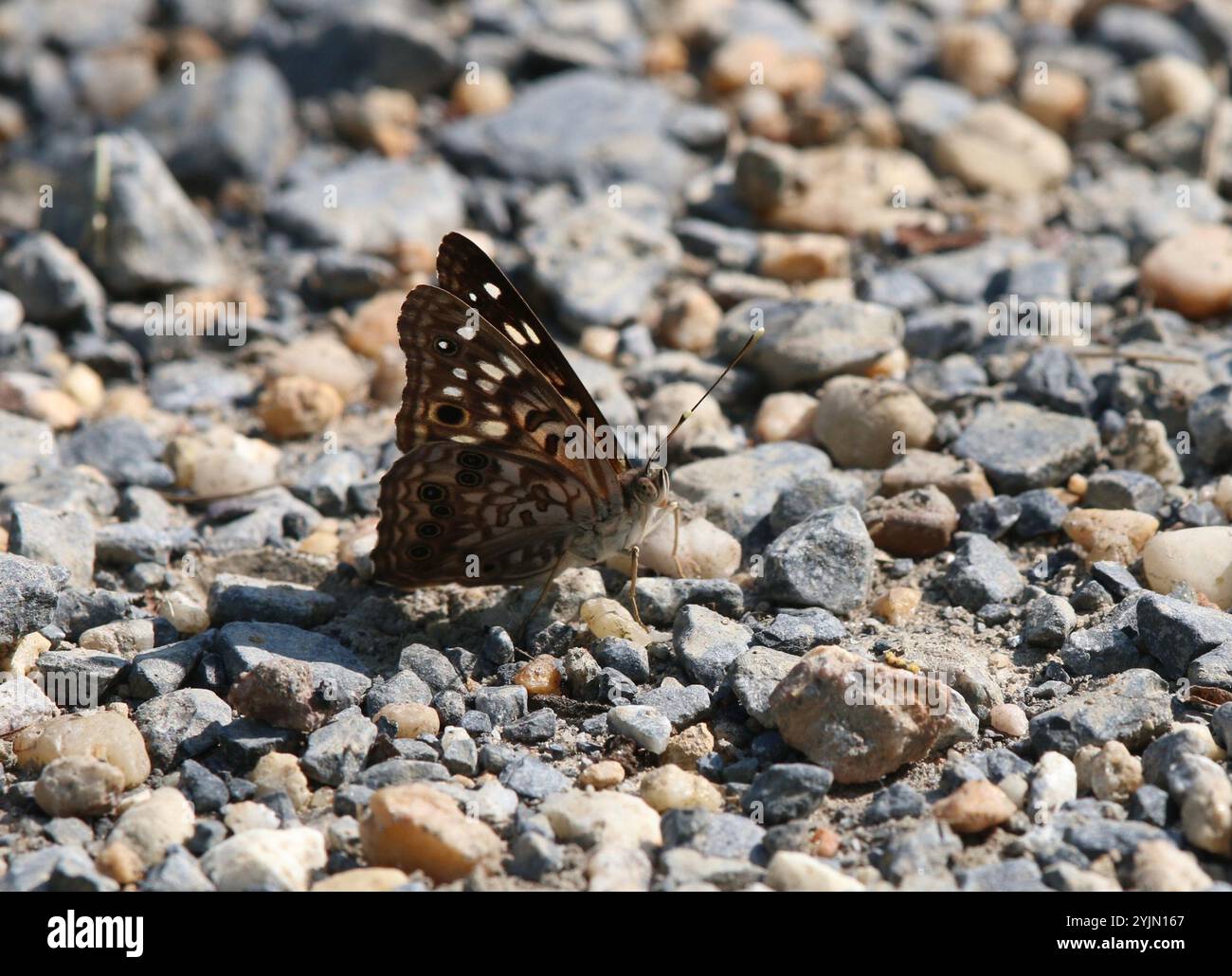 Hackberry Emperor (Asterocampa celtis Stock Photo - Alamy