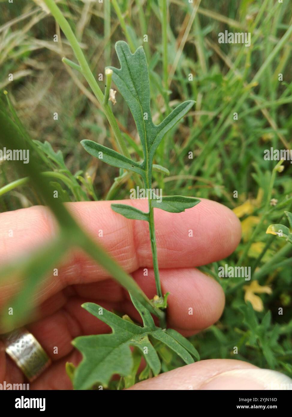 Perennial Wall-rocket (Diplotaxis tenuifolia Stock Photo - Alamy