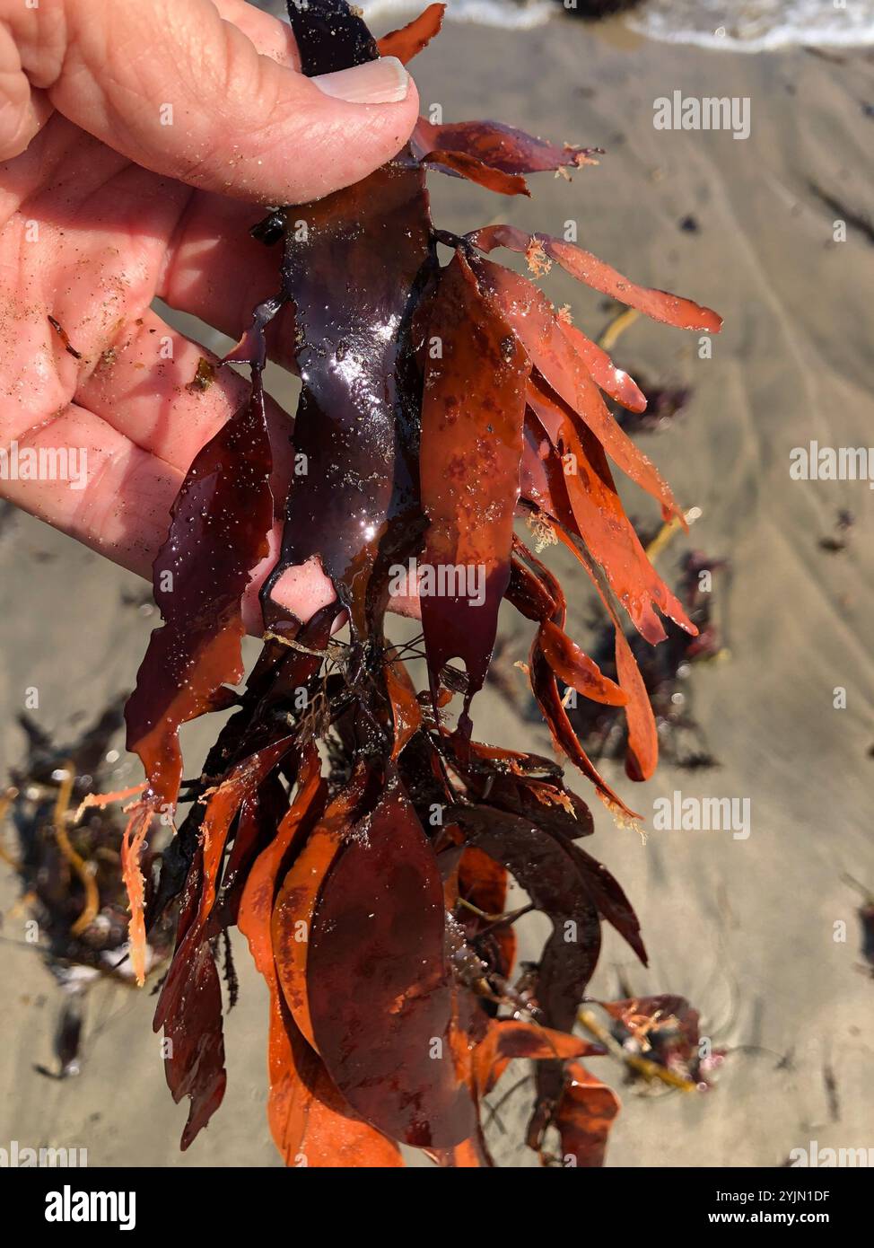 Bleach Weed (Prionitis sternbergii Stock Photo - Alamy
