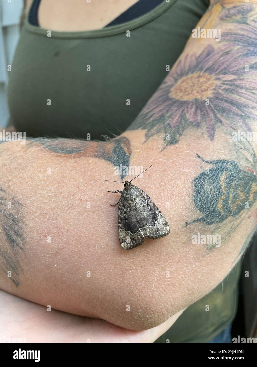 American Copper Underwing (Amphipyra pyramidoides Stock Photo - Alamy