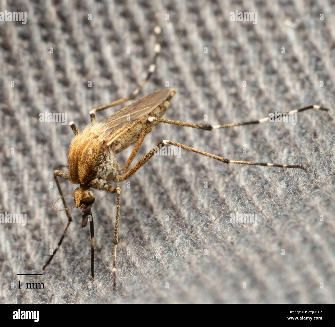 Ochlerotatus hi-res stock photography and images - Alamy