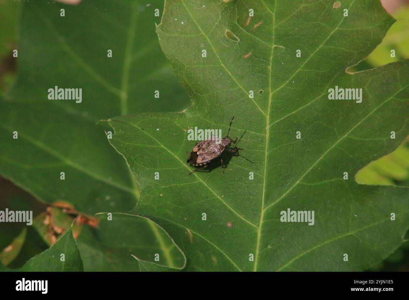 Stink Bugs, Shield Bugs, and Allies (Pentatomoidea Stock Photo - Alamy