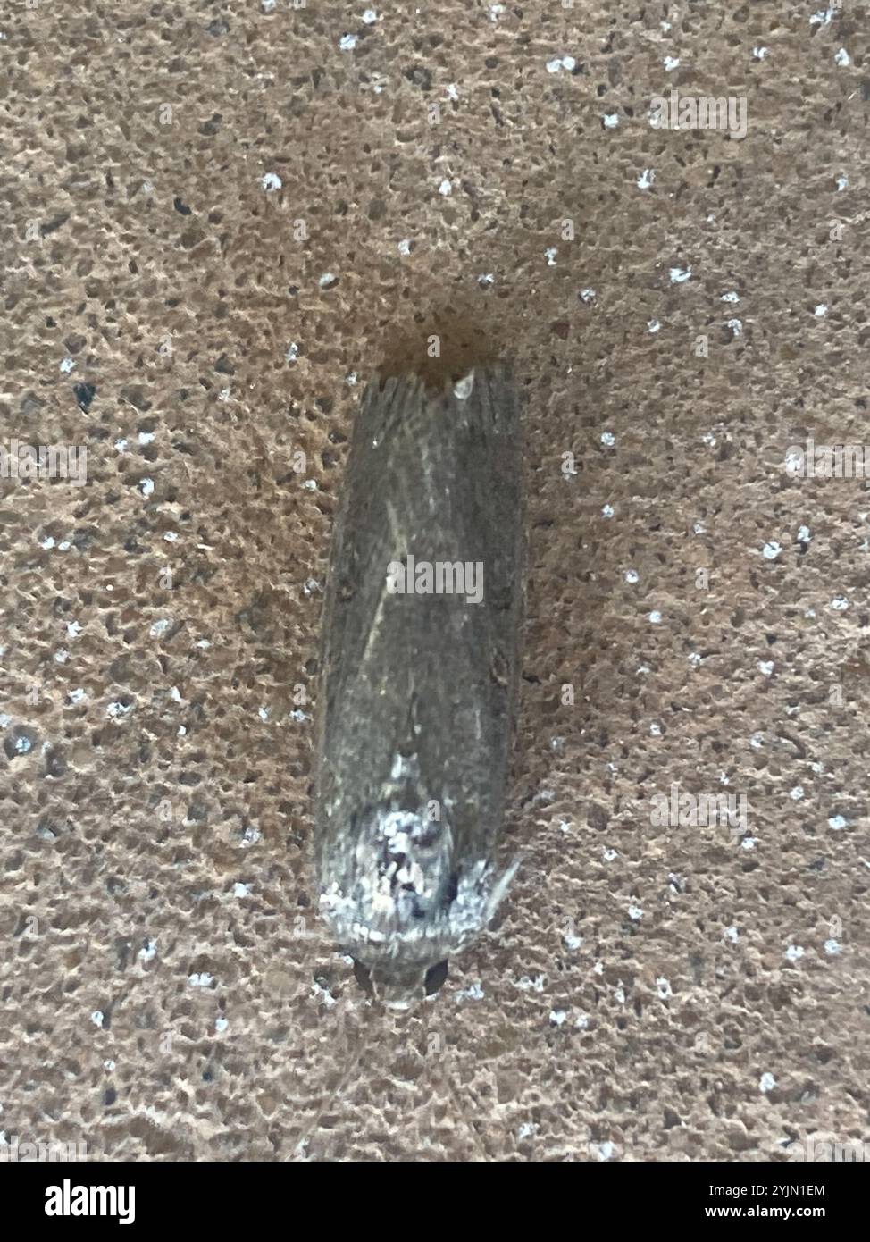 Cutworms and Dart Moths (Noctuinae Stock Photo - Alamy