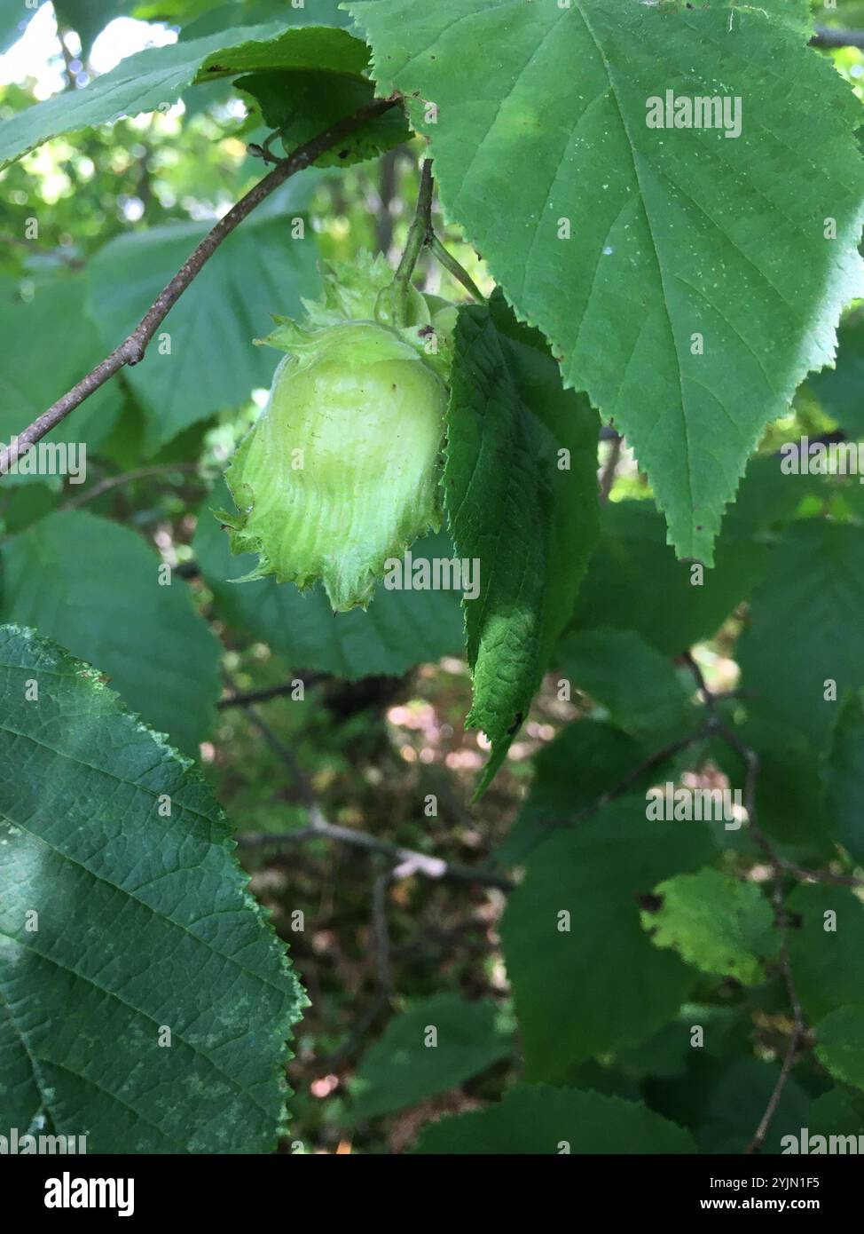 American hazelnut (Corylus americana Stock Photo - Alamy