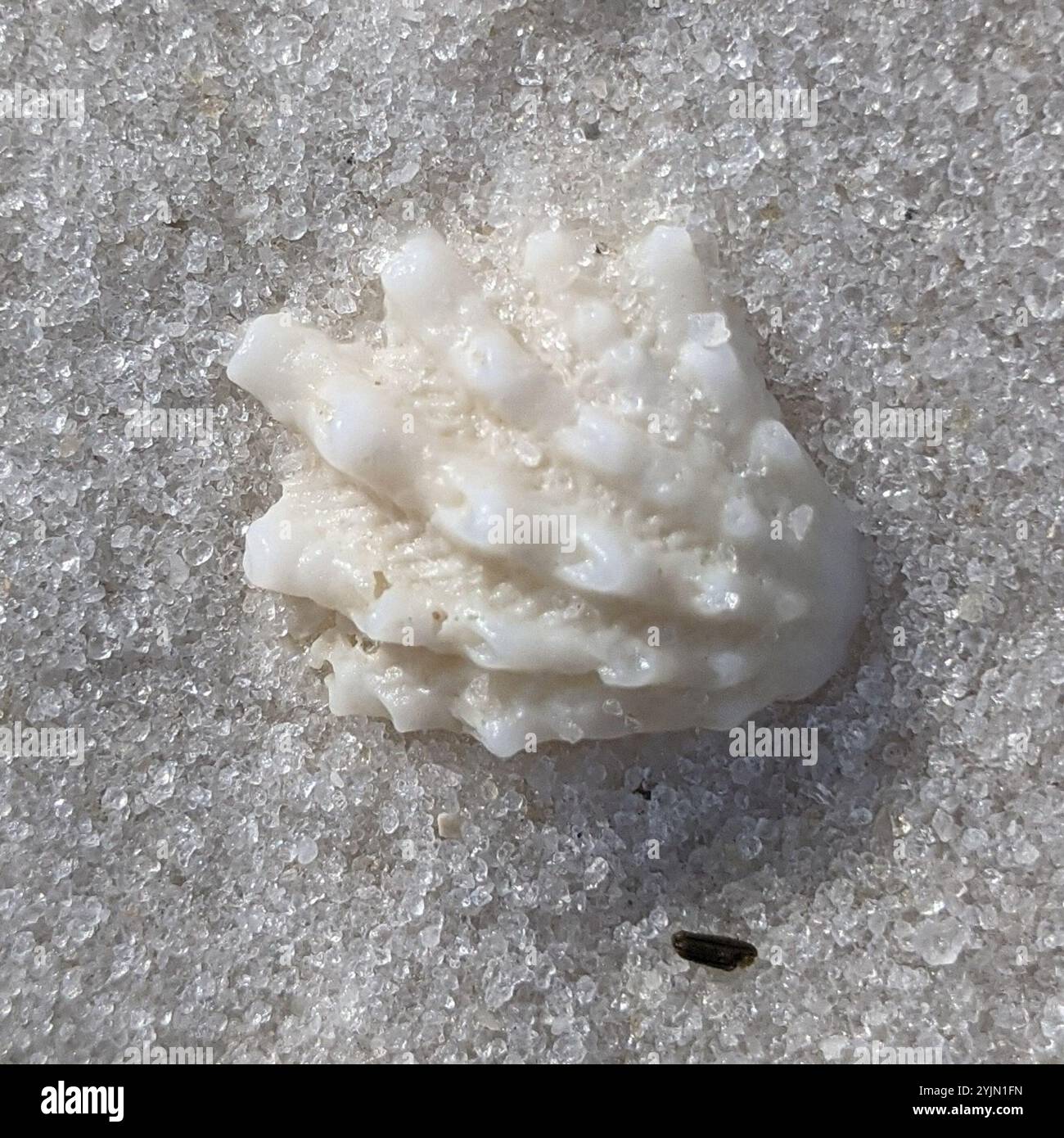 Spiny Jewel Box (Arcinella cornuta Stock Photo - Alamy