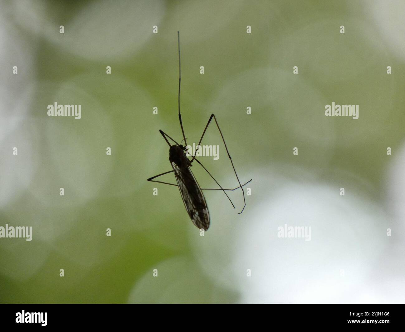 Typical Crane Flies (Tipuloidea Stock Photo - Alamy