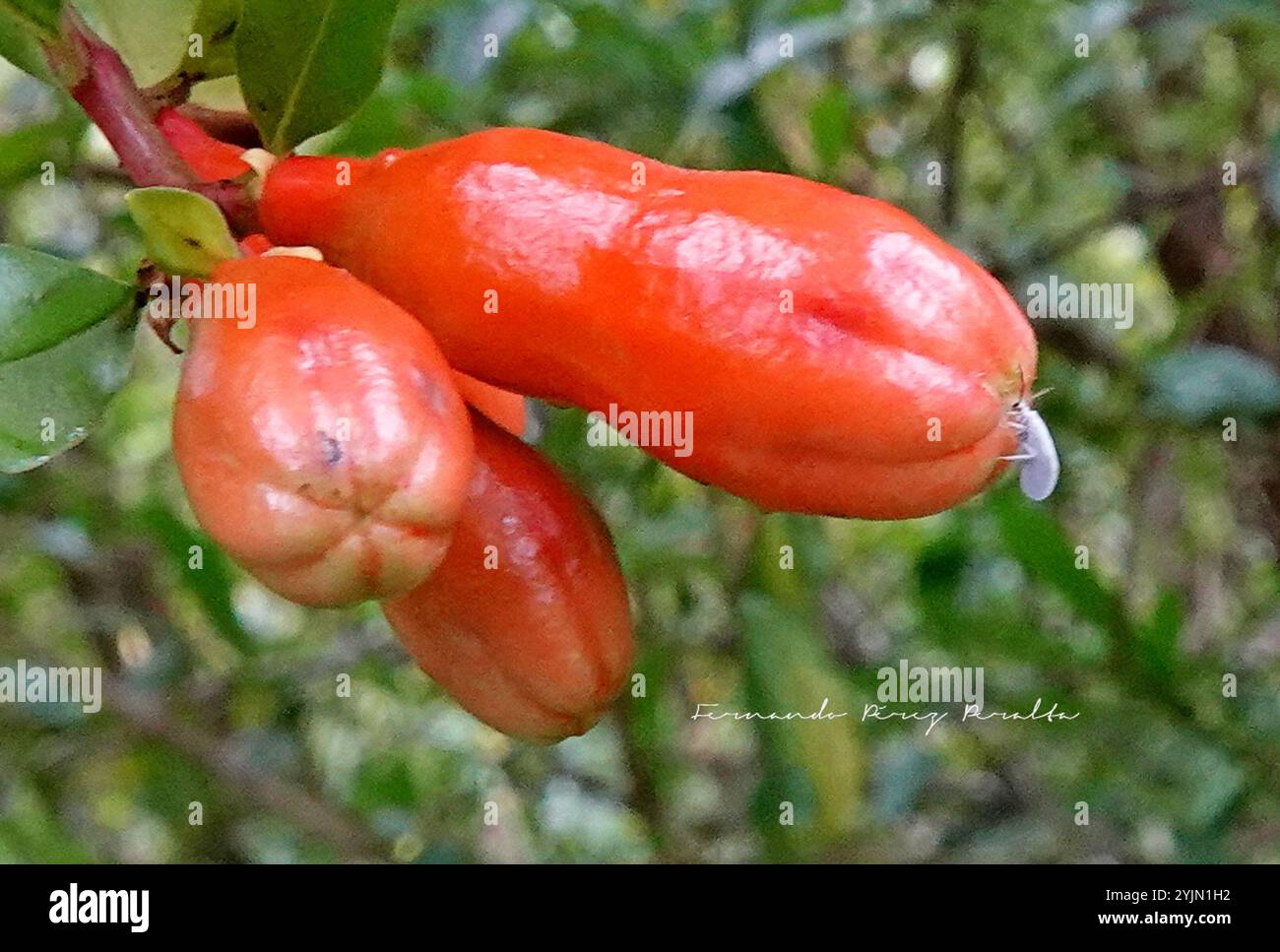 Dusty-winged Lacewings (Coniopterygidae Stock Photo - Alamy