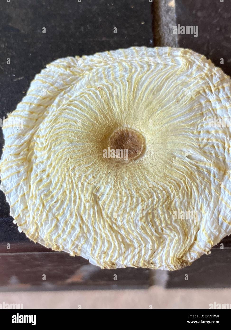 Fragilissimus hi-res stock photography and images - Alamy