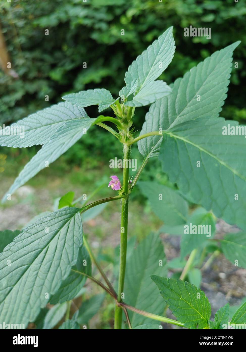 Common hemp-nettle (Galeopsis tetrahit Stock Photo - Alamy