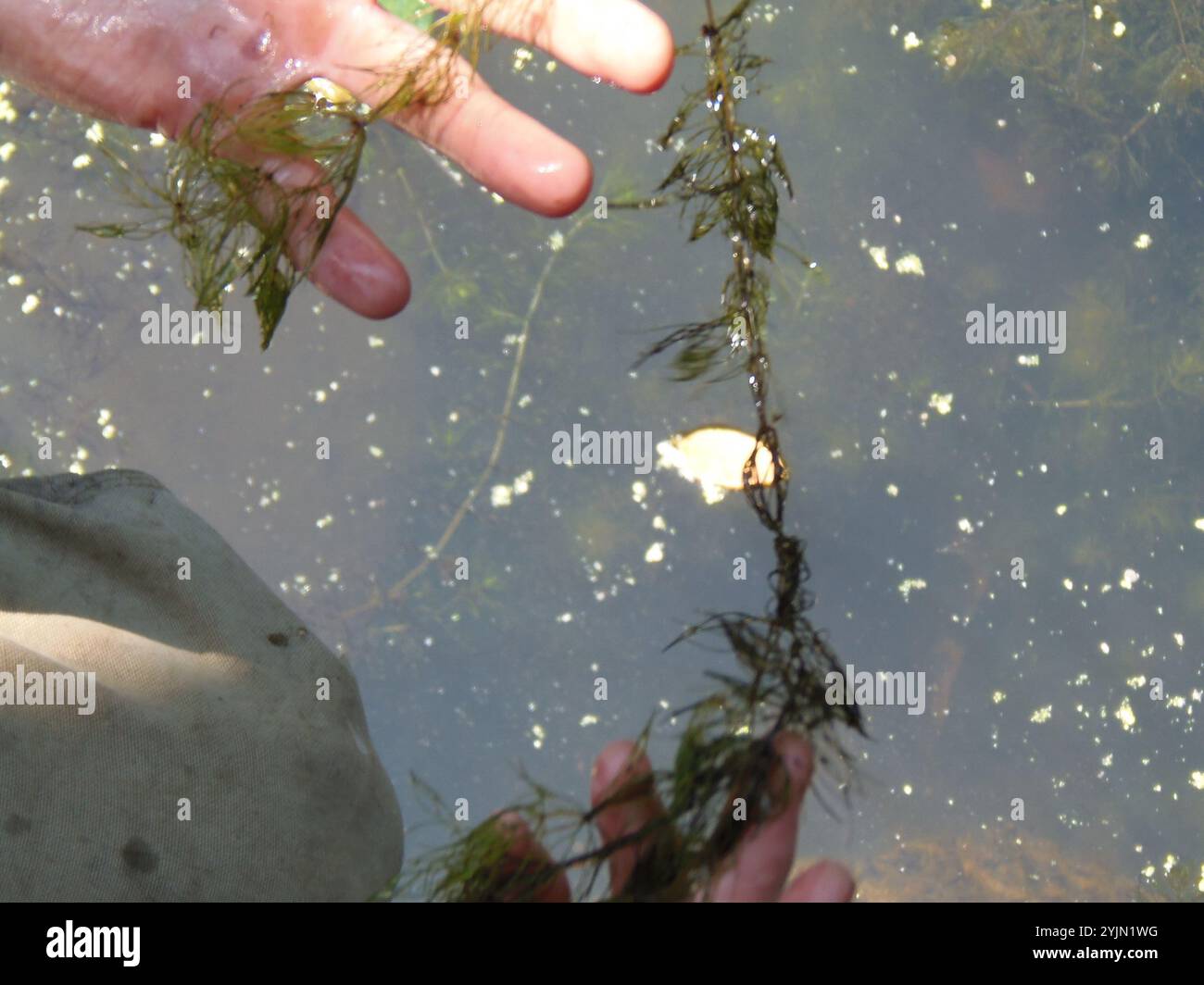 Coontail hi-res stock photography and images - Alamy