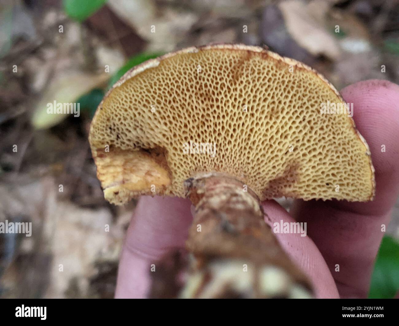 Painted Suillus (Suillus spraguei Stock Photo - Alamy