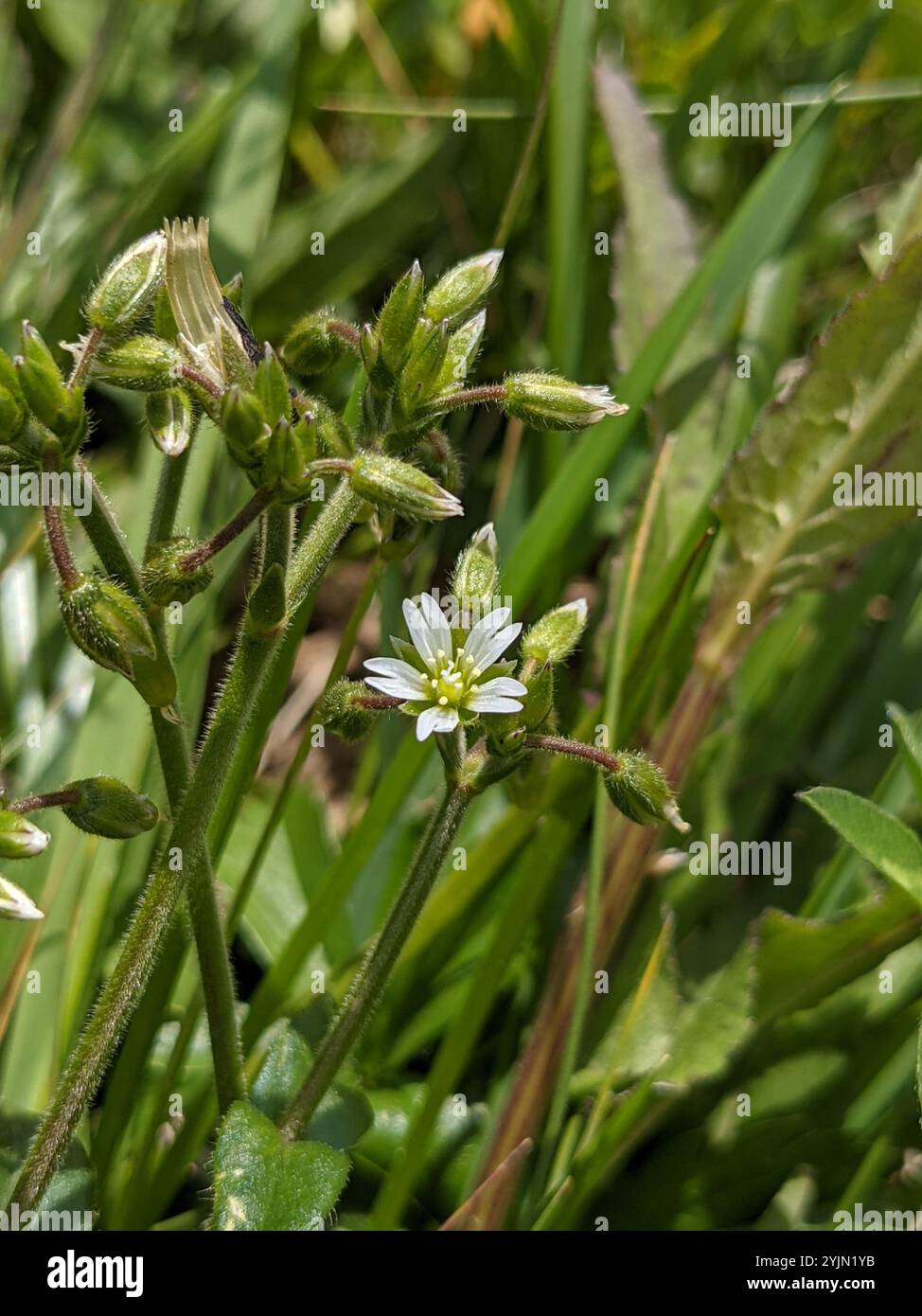 Common mouse-ear chickweed (Cerastium fontanum Stock Photo - Alamy